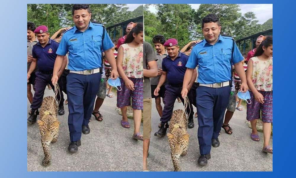 ‘हिंस्रक जनावरलाई दाम्लोले बाँधेर हिडाउँनु गलत हो’–पशु विज्ञ – Parbat News