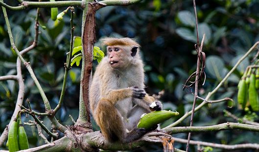 पर्वतको पैयू गाउँपालिकामा बाँदर नियन्त्रण अभियान, १४ लाख बजेट विनियोजन ...